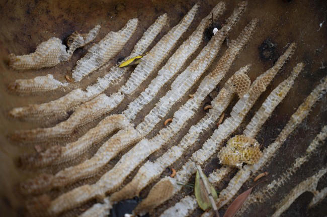 A honey trap leading to a war between the birds and the bees with ...