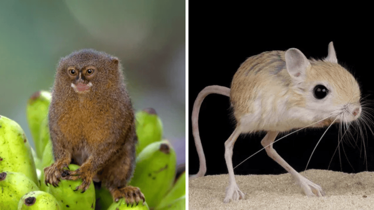 22 of the Tiniest Creatures to Exist on Earth