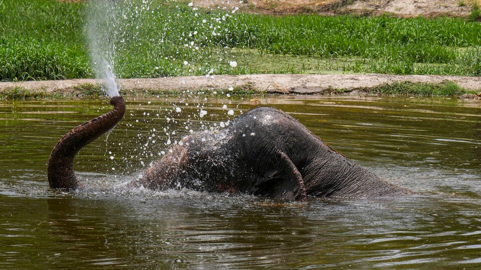 Shankar, the only African elephant at Delhi Zoo, passes away at 29