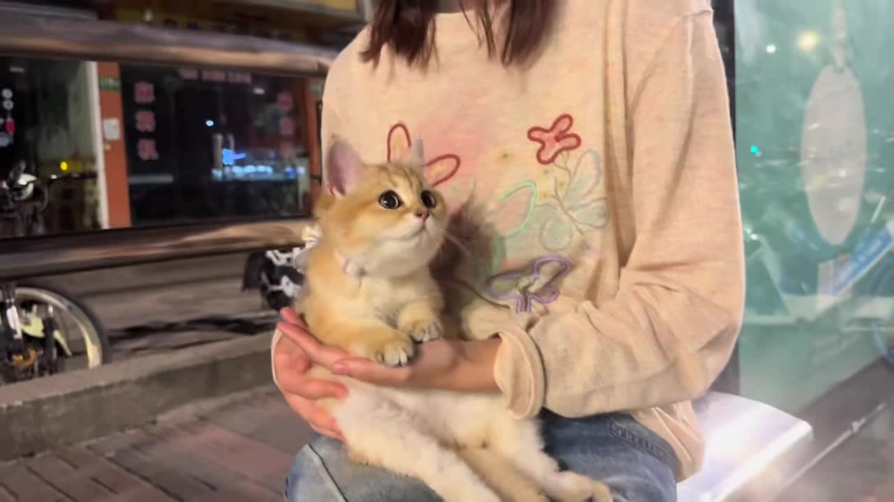 Adorable cat shakes head in Shanghai, China