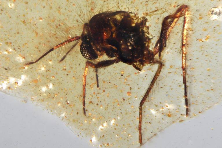 Discovery of insects trapped in amber sheds light on ancient Amazon ...