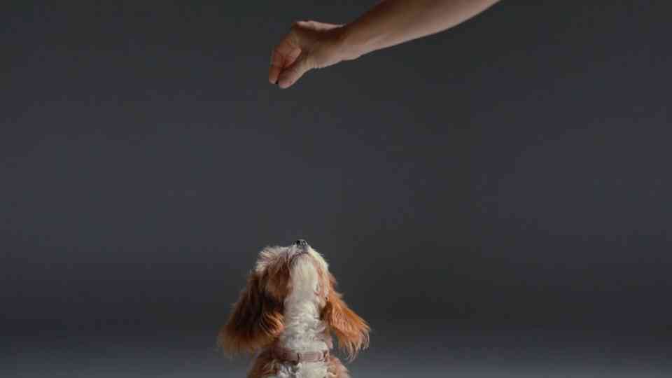 How to Address Dog Owners Respectfully: 8 Tactful Tips