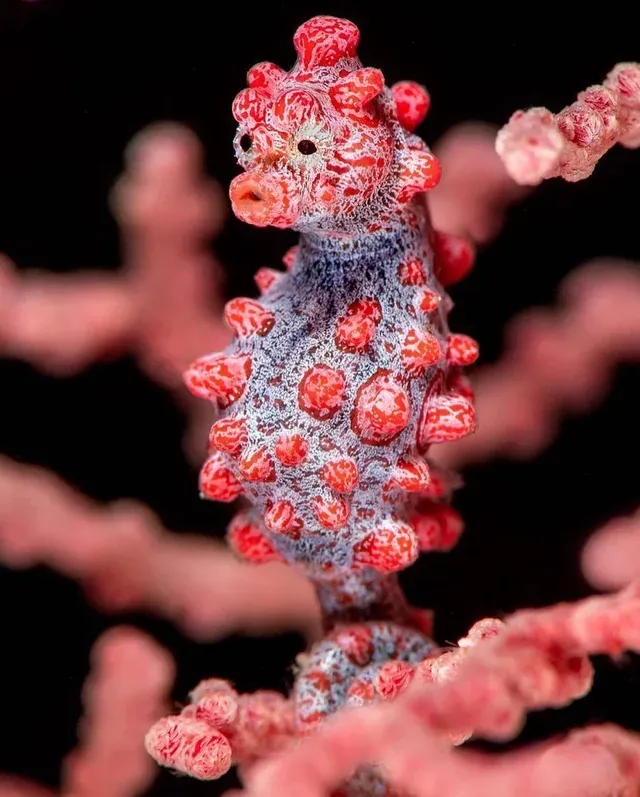 22 of the Tiniest Creatures to Exist on Earth