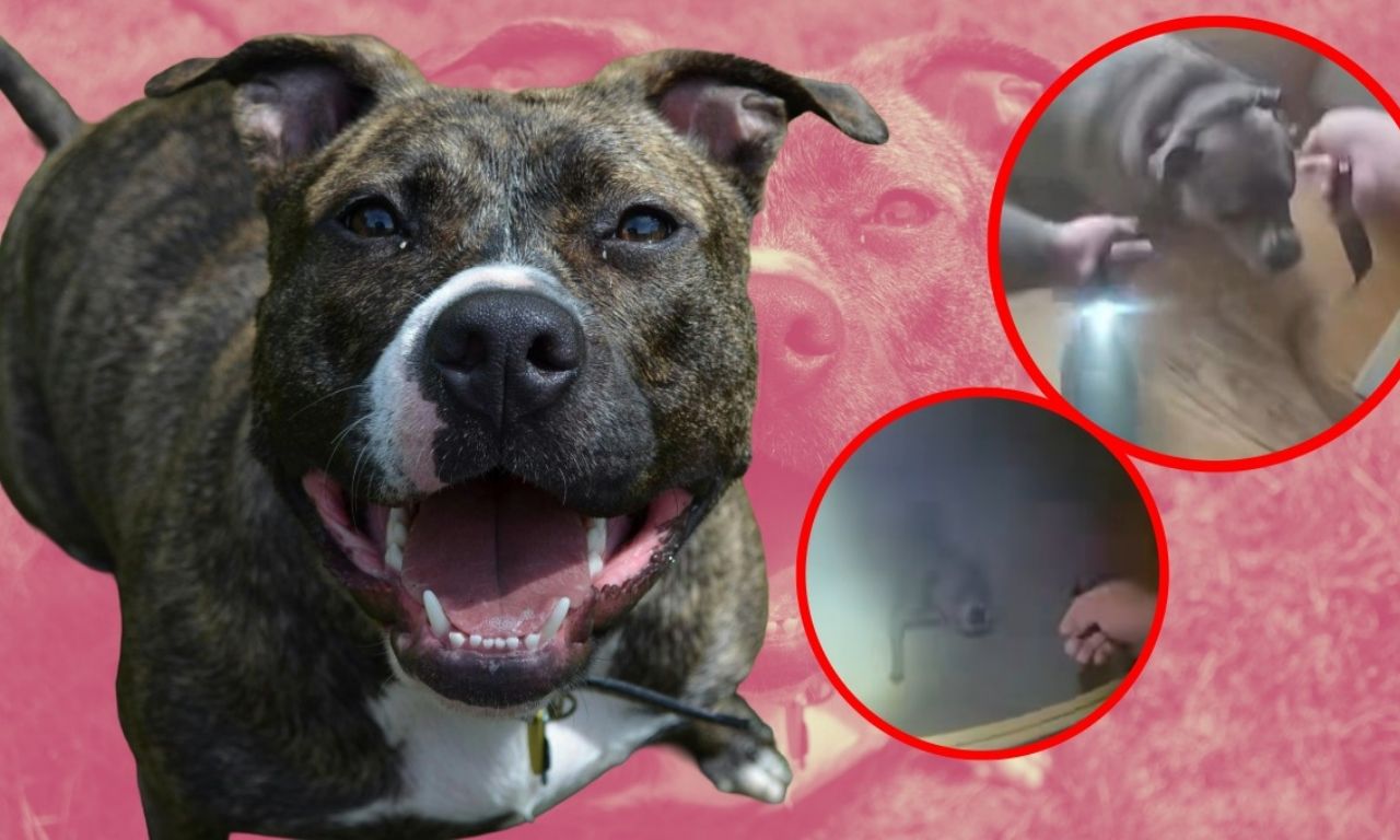 En pleno incendio perrito guía a policía hasta su correa para que lo ...