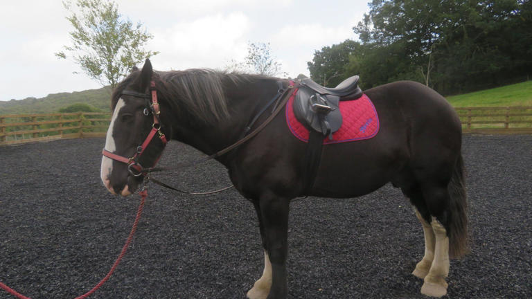 A new saddle for a new horse: Rotarians make donation for Riding for ...