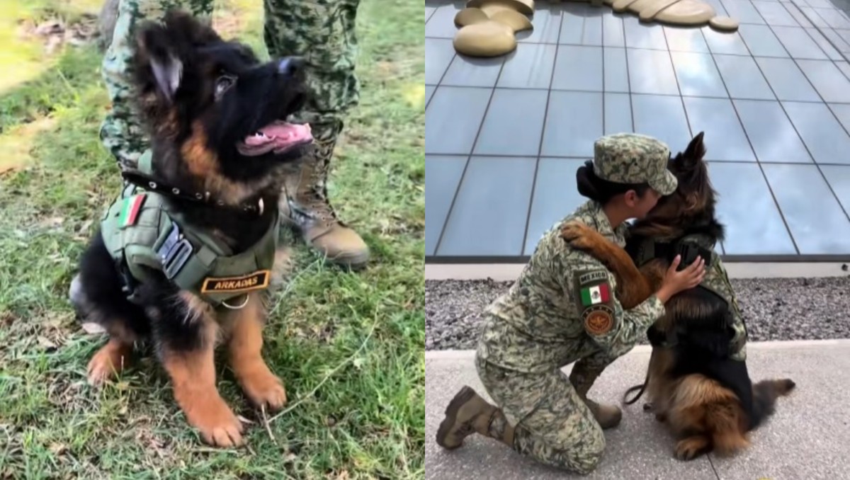 "No pestañees"; sargento de la Defensa muestra cómo luce Arkadas ...