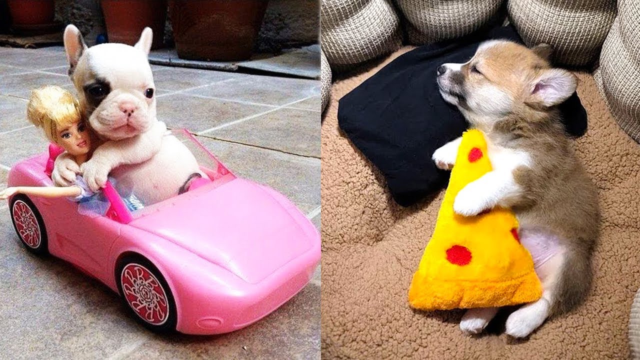 Playful Puppy with Bread and Sleepy Friend