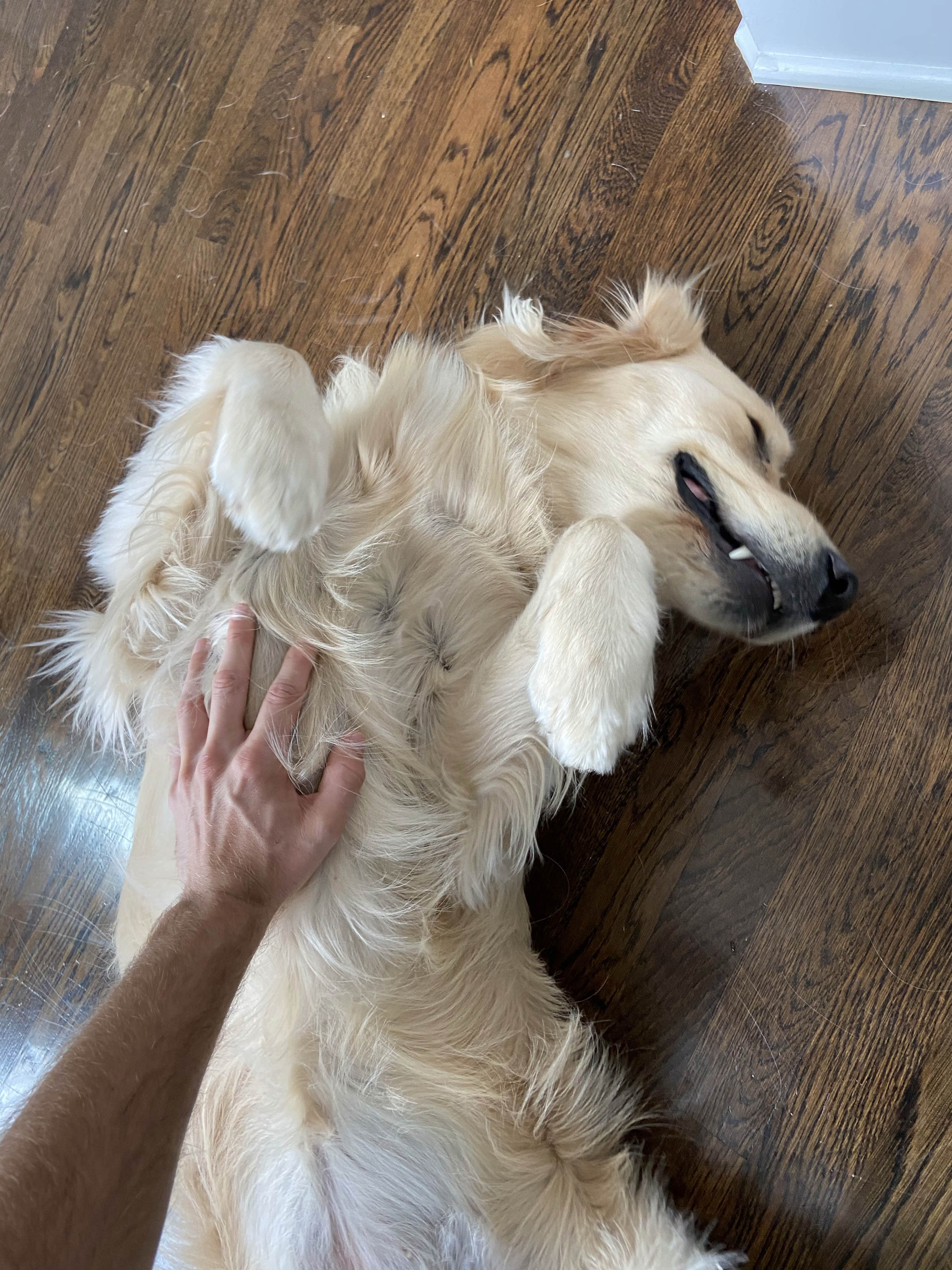 Hysterics over what golden retriever does when receiving chest scratches