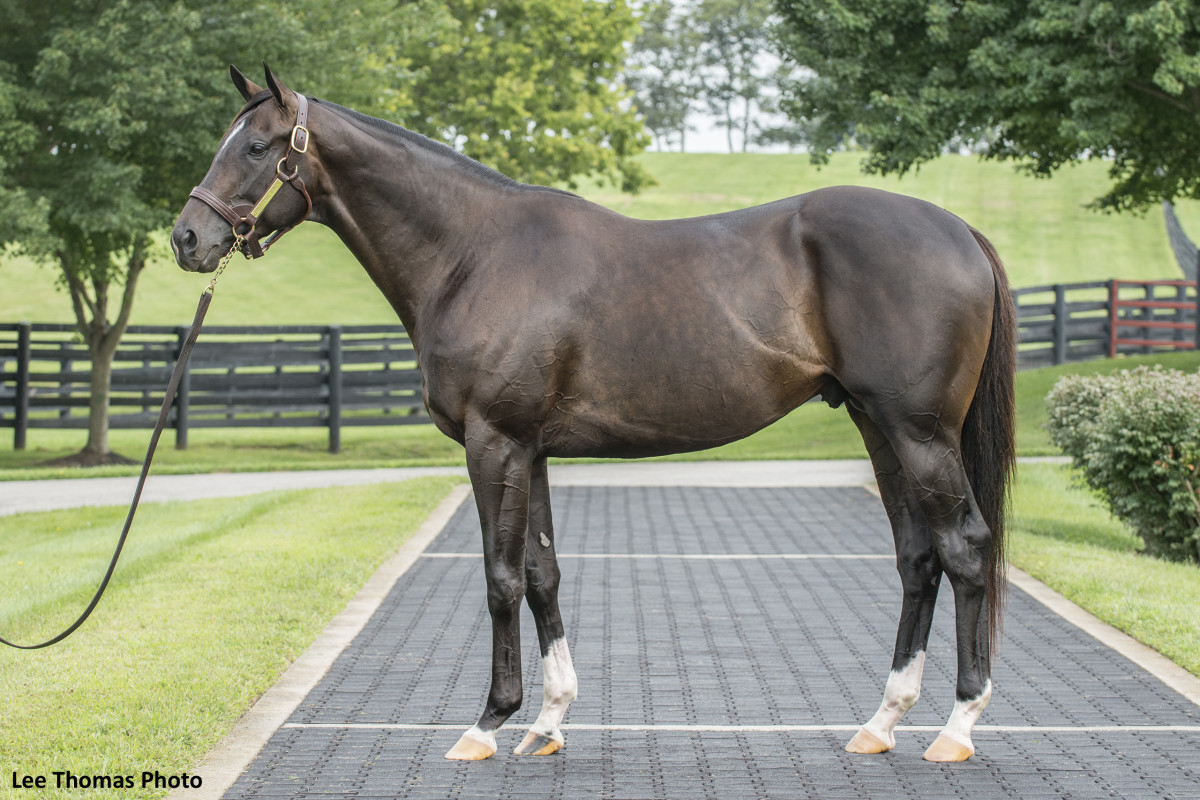 Bloodlines Presented By Walmac Farm: Red-Hot Sire Not This Time's ...