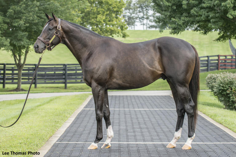 Bloodlines Presented By Walmac Farm: Red-Hot Sire Not This Time's ...