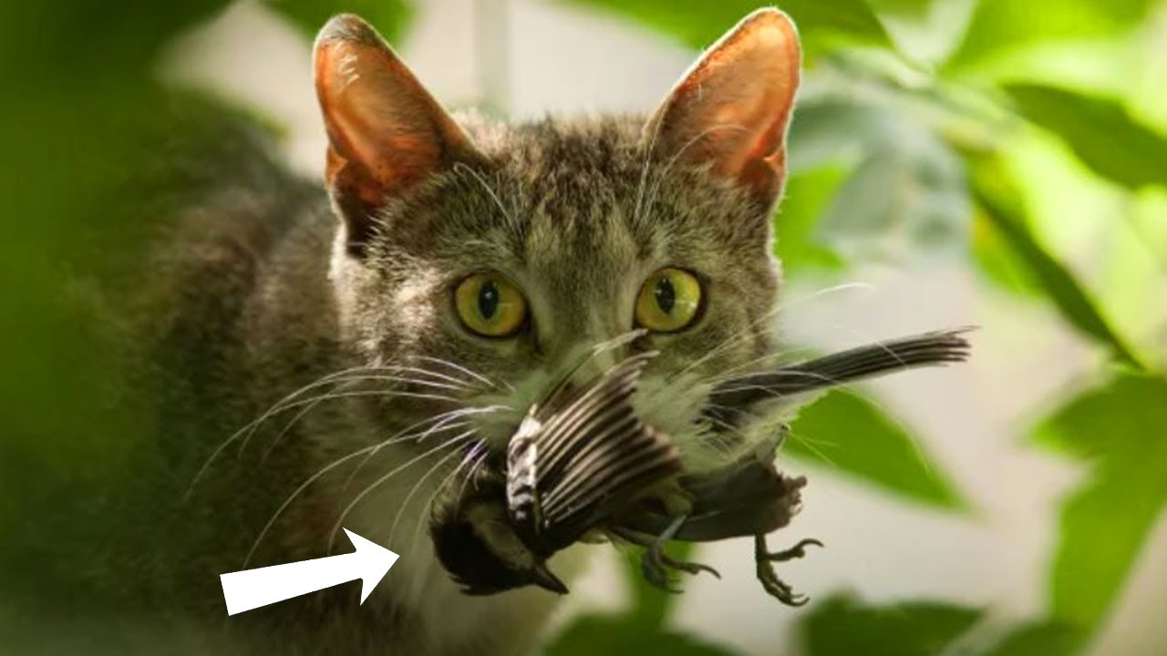 Wild cats keep eating the animals in my yard