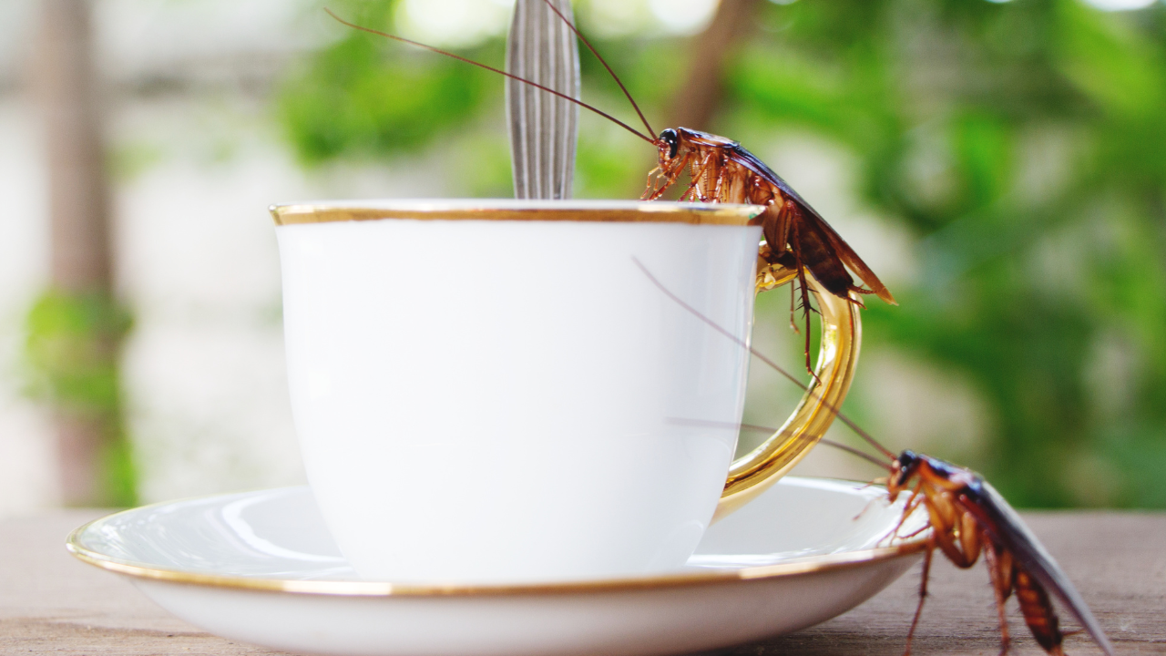 Crushed cockroaches in coffee? What the FDA really approves and the ...