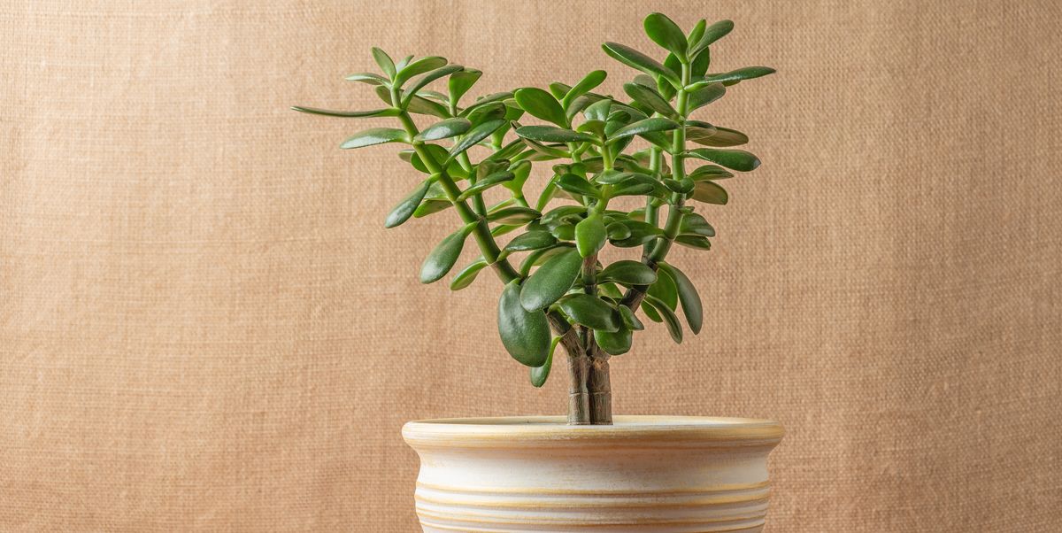 Jade plant care tips for thriving greenery