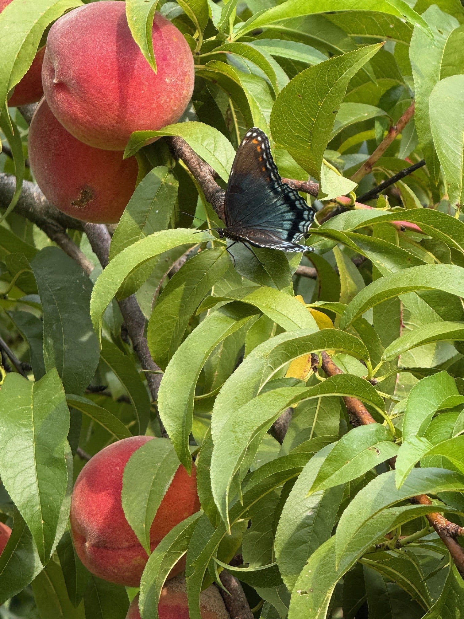 Mazes and ghosts and treats, oh my: A fall fest bucket list for Greater ...