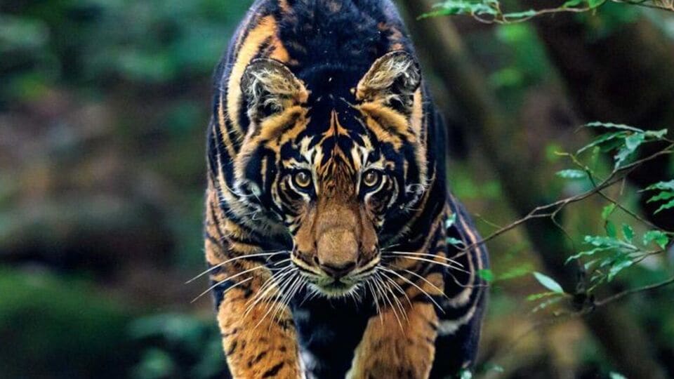 India's rare black tiger debuts on National Geographic cover: Meet ...