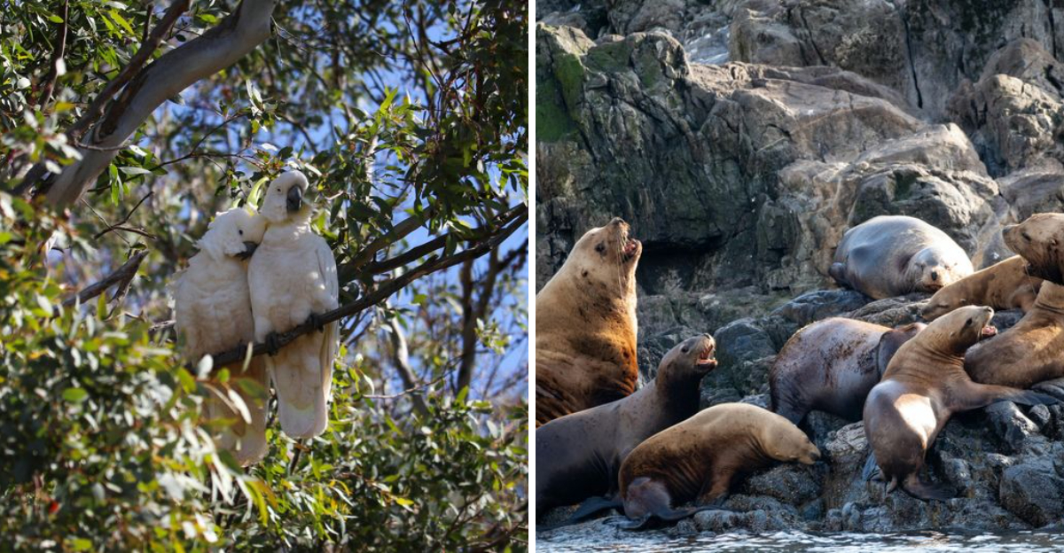 15 Animals That Can Understand Human Words