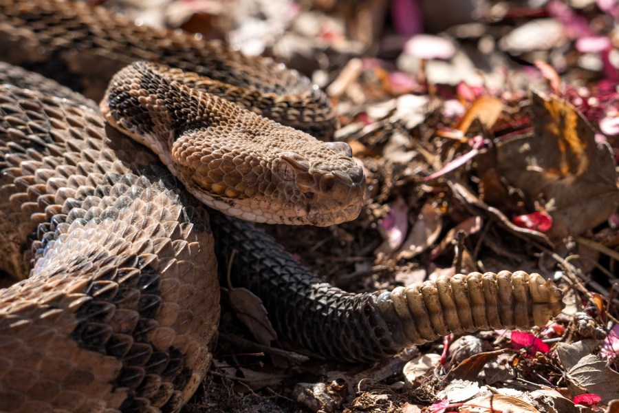 Rattlesnake sightings rise in Kansas amid warm and wet weather