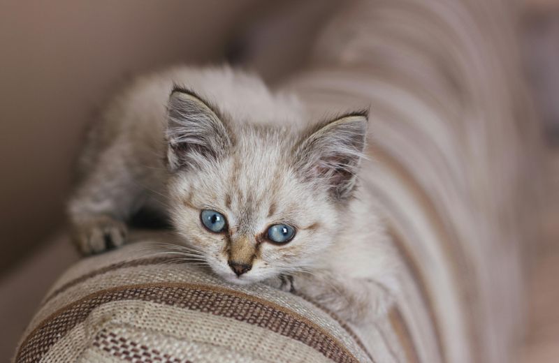 Common Mistakes That Make Your Cat Stressed Without You Realizing It