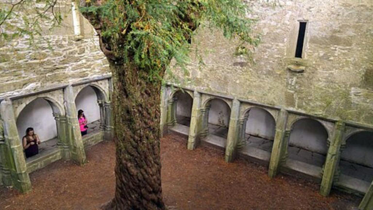 Ancient Yew Tree Standing At The Center Of Muckross Abbey Is A ...