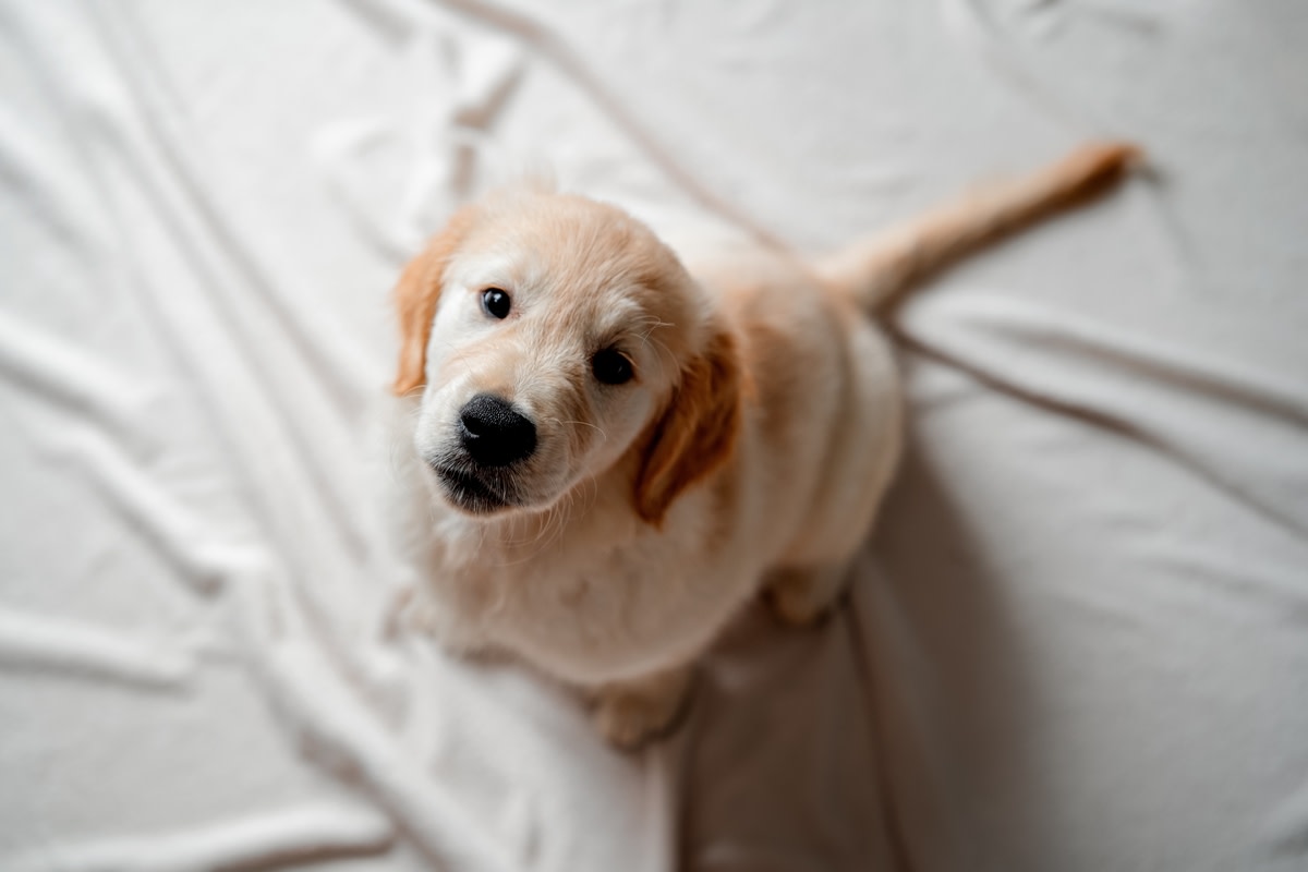 Adorable Dwarf Golden Retriever’s Grumpy Face Is Melting Hearts Everywhere