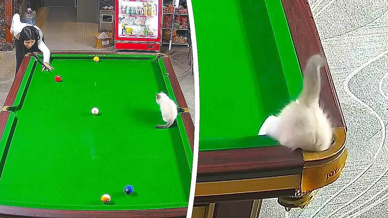 Un chat espiègle s'amuse à attraper des boules de billard en Chine