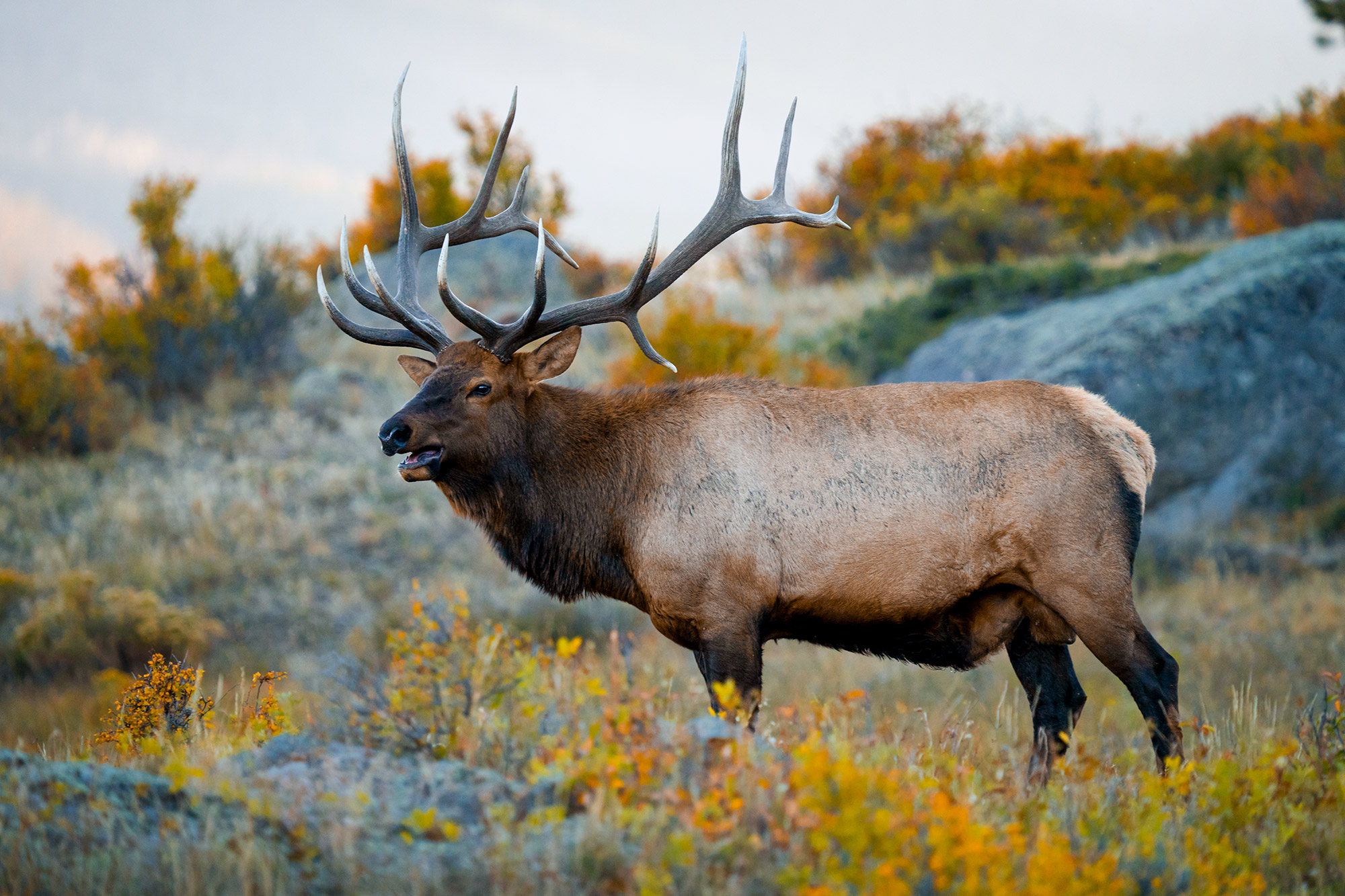 Amorous Elk Are Looking for Love Across North America in an Annual ...