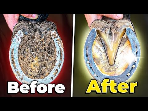 Satisfying Horse Hoof Care