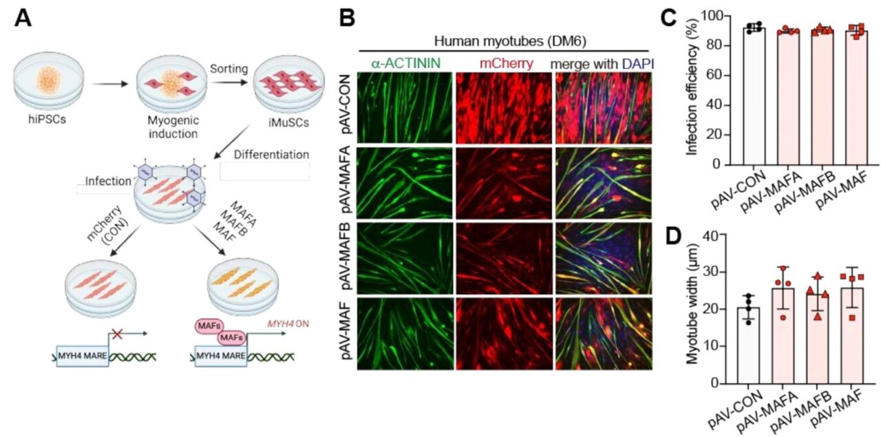 Unraveling the mechanism to awaken dormant fast-twitch muscle tissue in ...