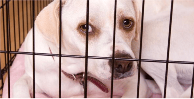 Couple Locked Dog in Crate, Starved Her Until She Was Disfigured. Now ...