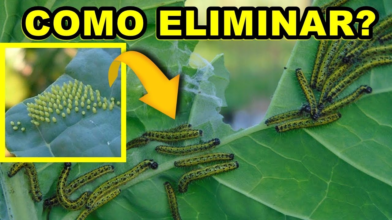Como Eliminar Lagartas e Borboletas da Couve de Forma Natural