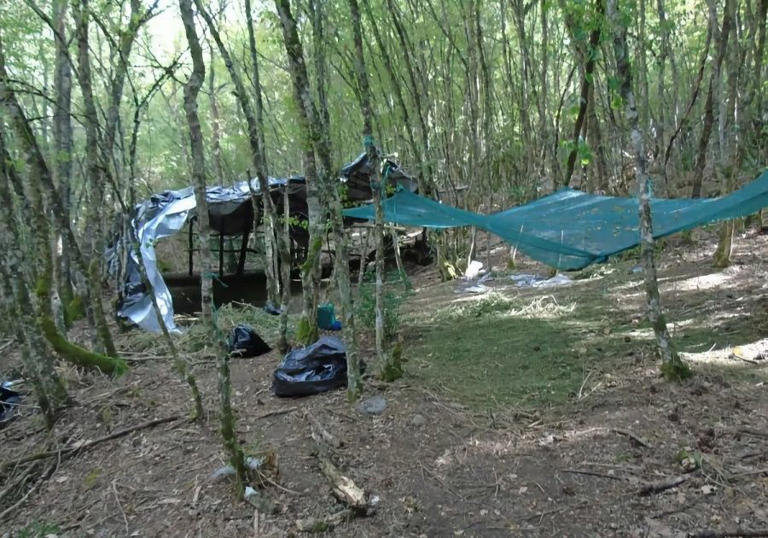 Ένα «δάσος» από κάνναβη στον Όλυμπο: Πάνω από 5.000 δενδρύλλια εντόπισε ...