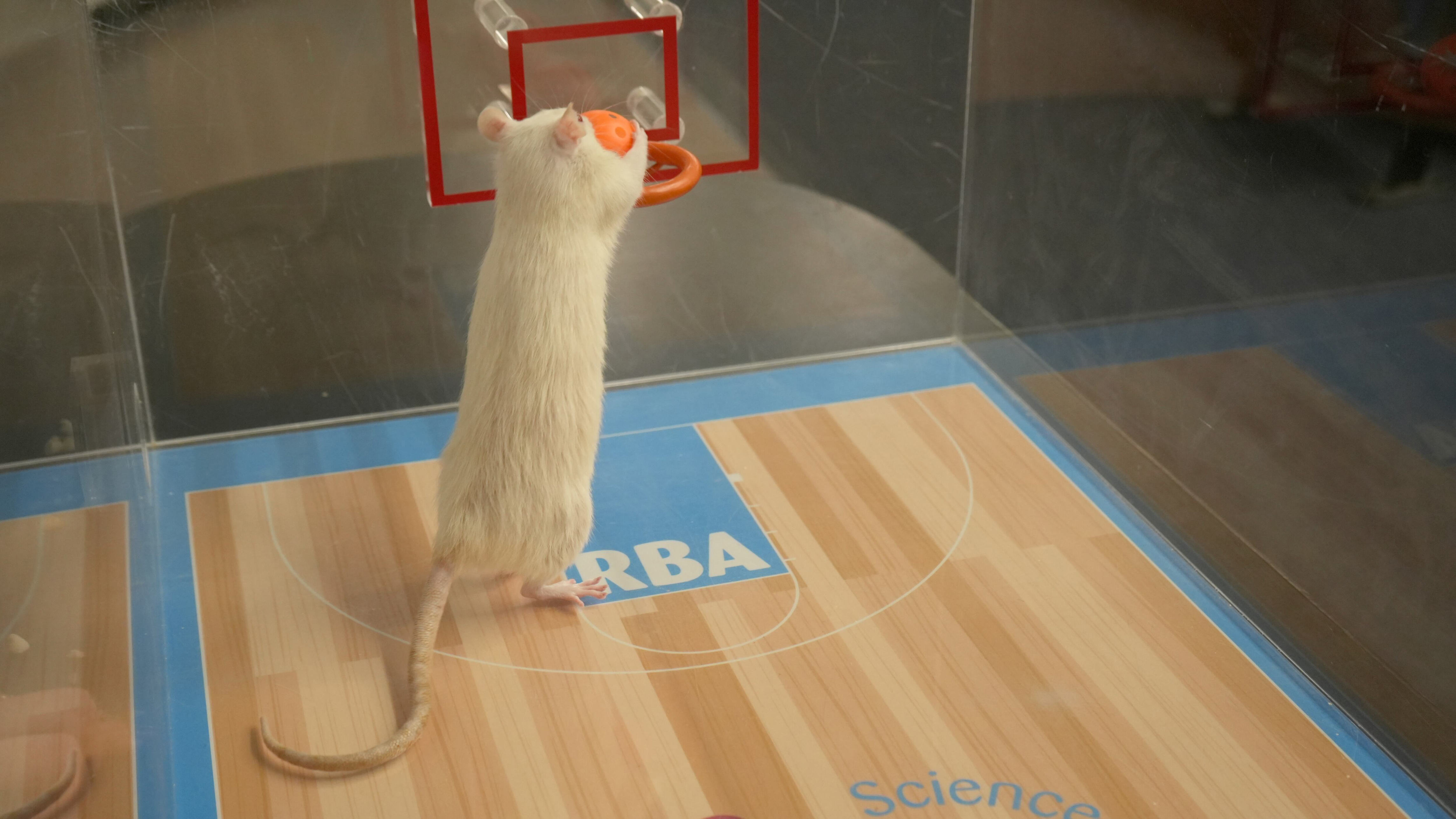 Rat Basketball player retires from the sport, Science Museum says