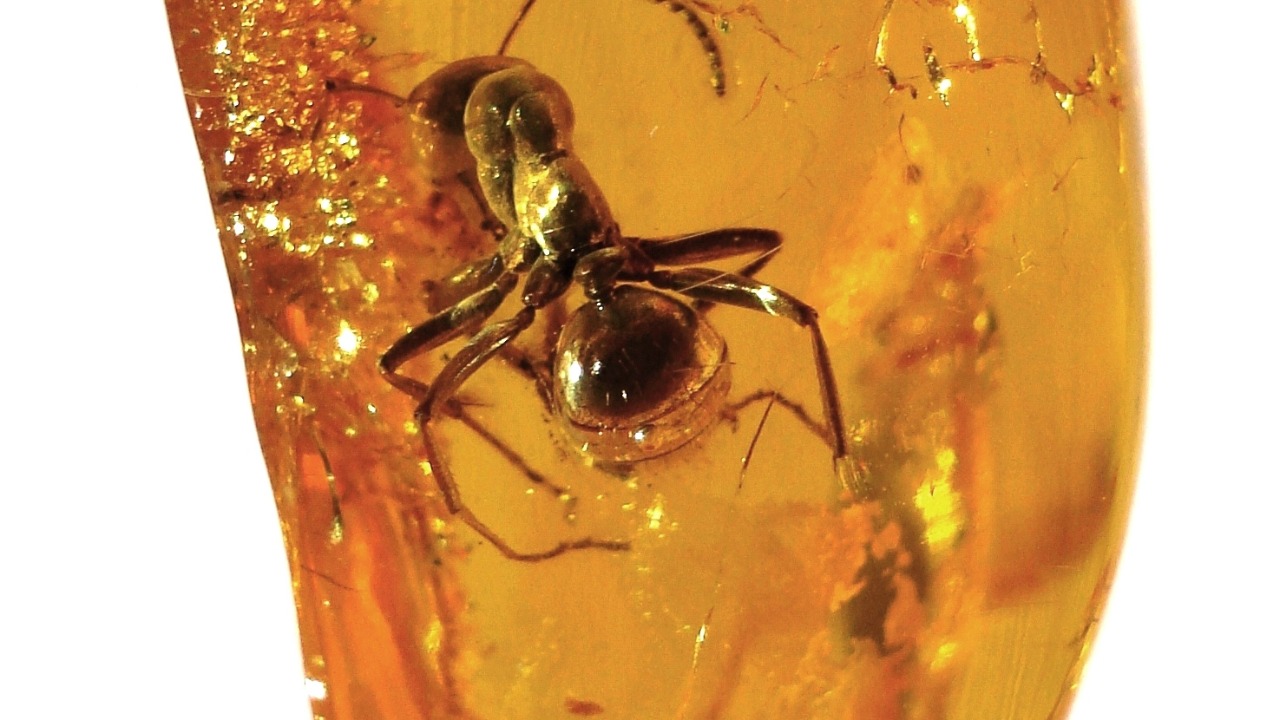 Baltic amber holds 7,000-year-old insect DNA