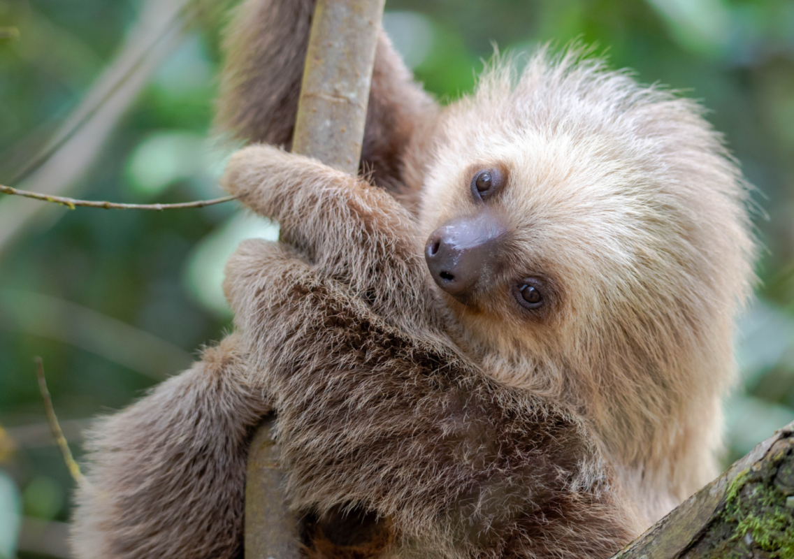 Video of Baby Sloth ‘Talking’ at Safari Park Is Breaking the Internet