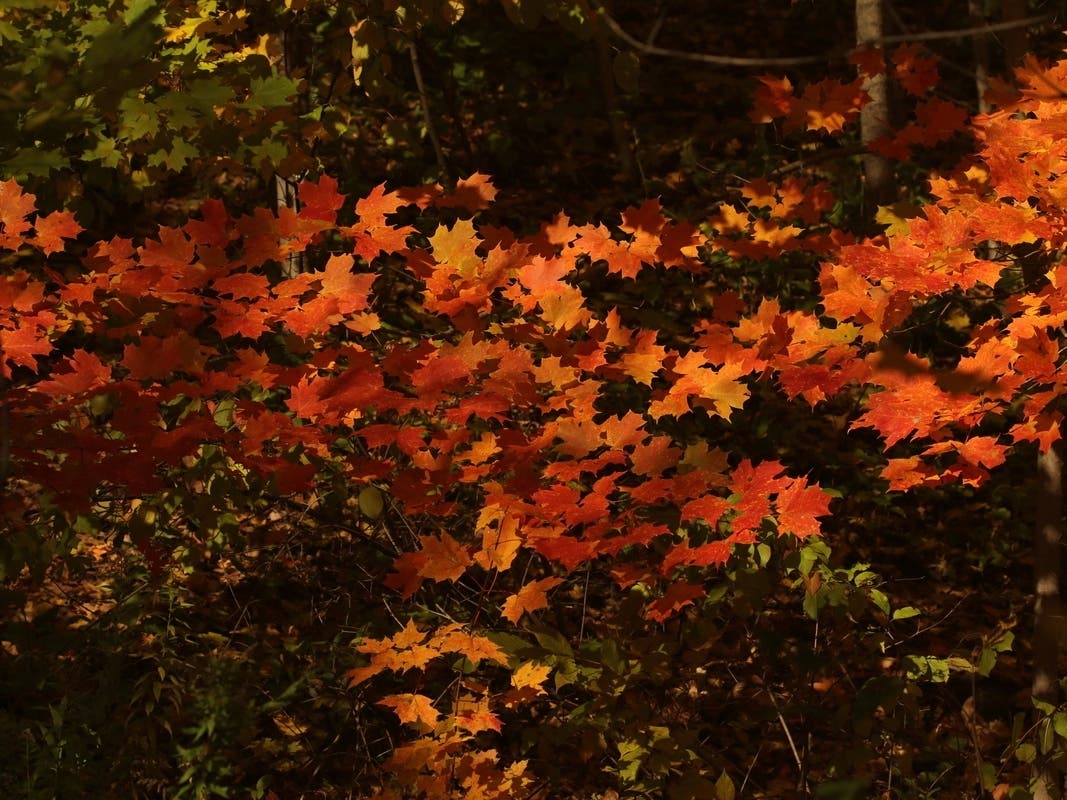 Fall Foliage 2025 Weekly Forecast Maps Show When Colors Will Peak In GA
