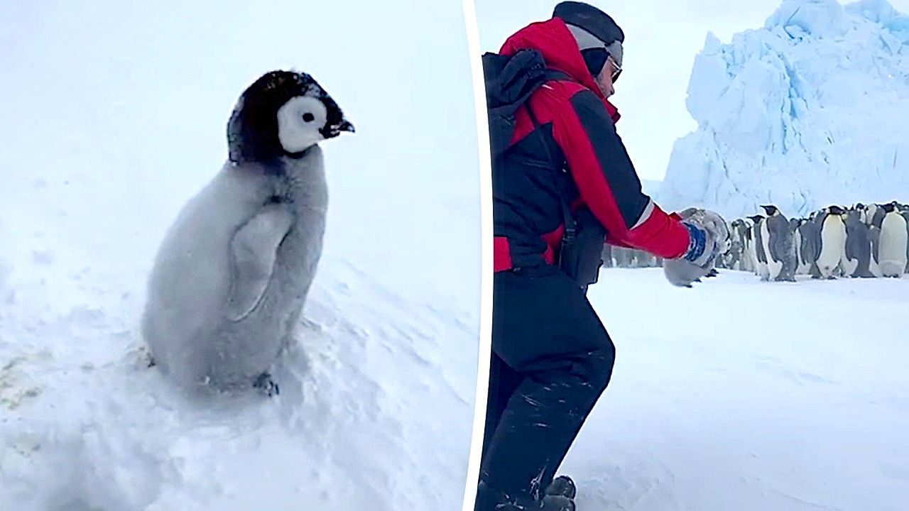 Stranded penguin chick rescued by polar explorers in Antarctica