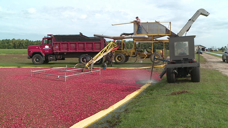 ‘Community crop’: Cranberry harvest on track to lead U.S. for 31st year