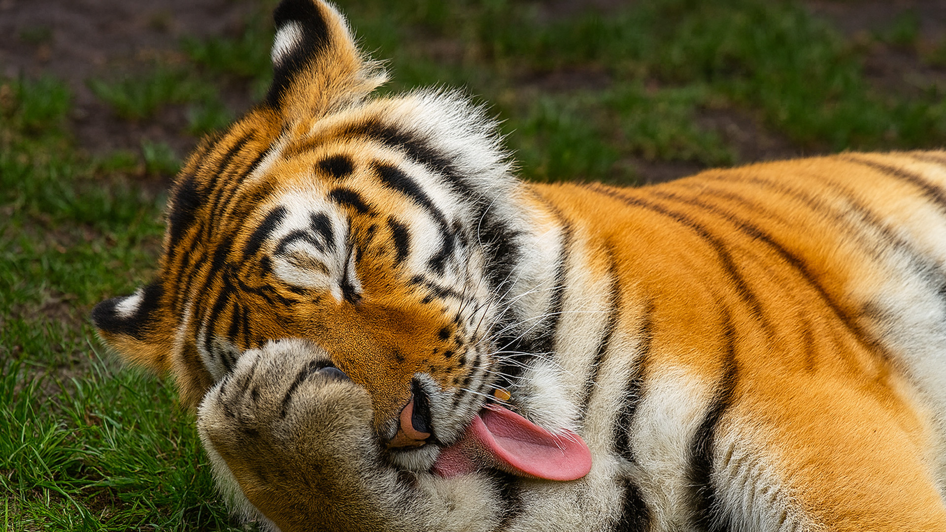 Amur Tiger Grooming
