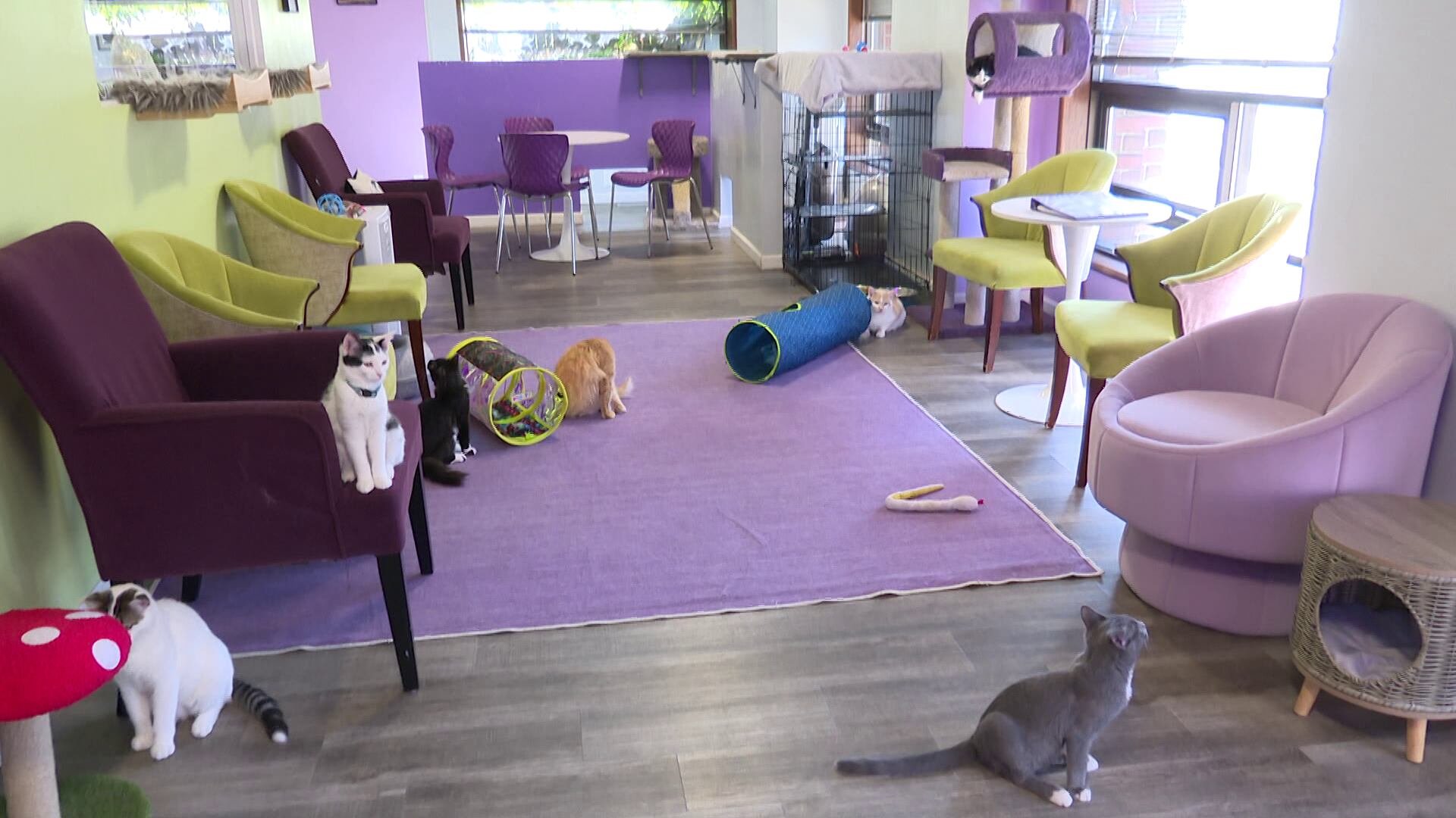 Cat Lady Café Announces the ‘Midwest Meow Fest’ at the Century Center