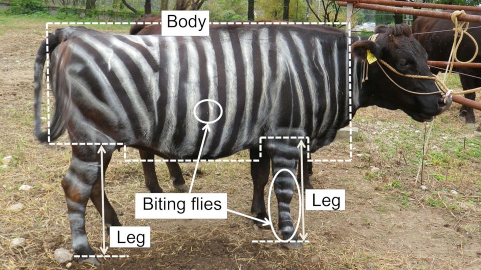 Cows painted like zebras and pizza-eating lizards: The Ig Nobel Prizes ...