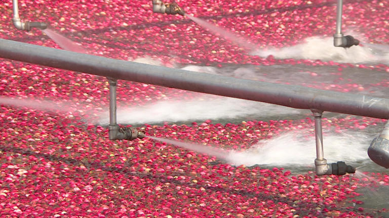 ‘Community crop’: Cranberry harvest on track to lead U.S. for 31st year