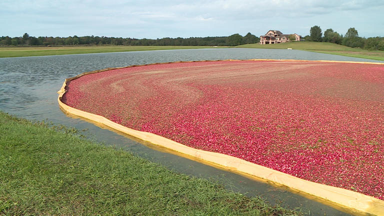 ‘Community crop’: Cranberry harvest on track to lead U.S. for 31st year
