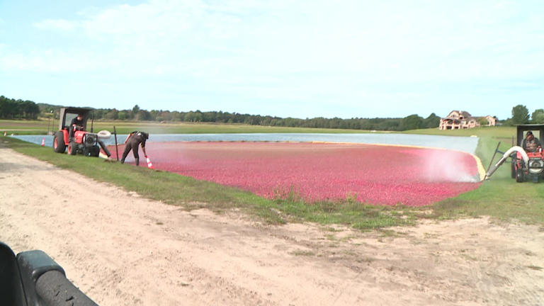 ‘Community crop’: Cranberry harvest on track to lead U.S. for 31st year
