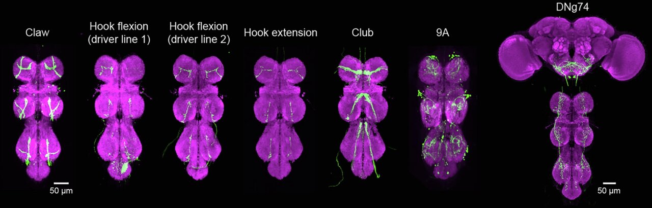 Fly nerve cells that sense limb movement are turned off during active ...