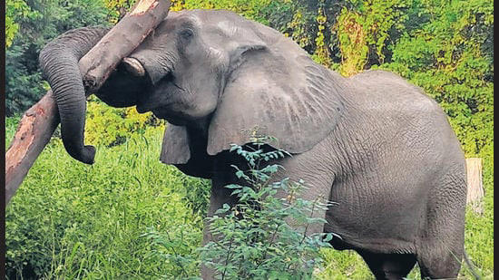 Shankar, Delhi zoo’s lone African elephant, dies at 29