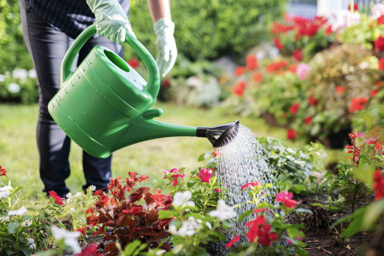 5 Signs You’re Overwatering Your Plants