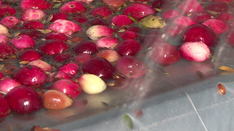 ‘Community crop’: Cranberry harvest on track to lead U.S. for 31st year