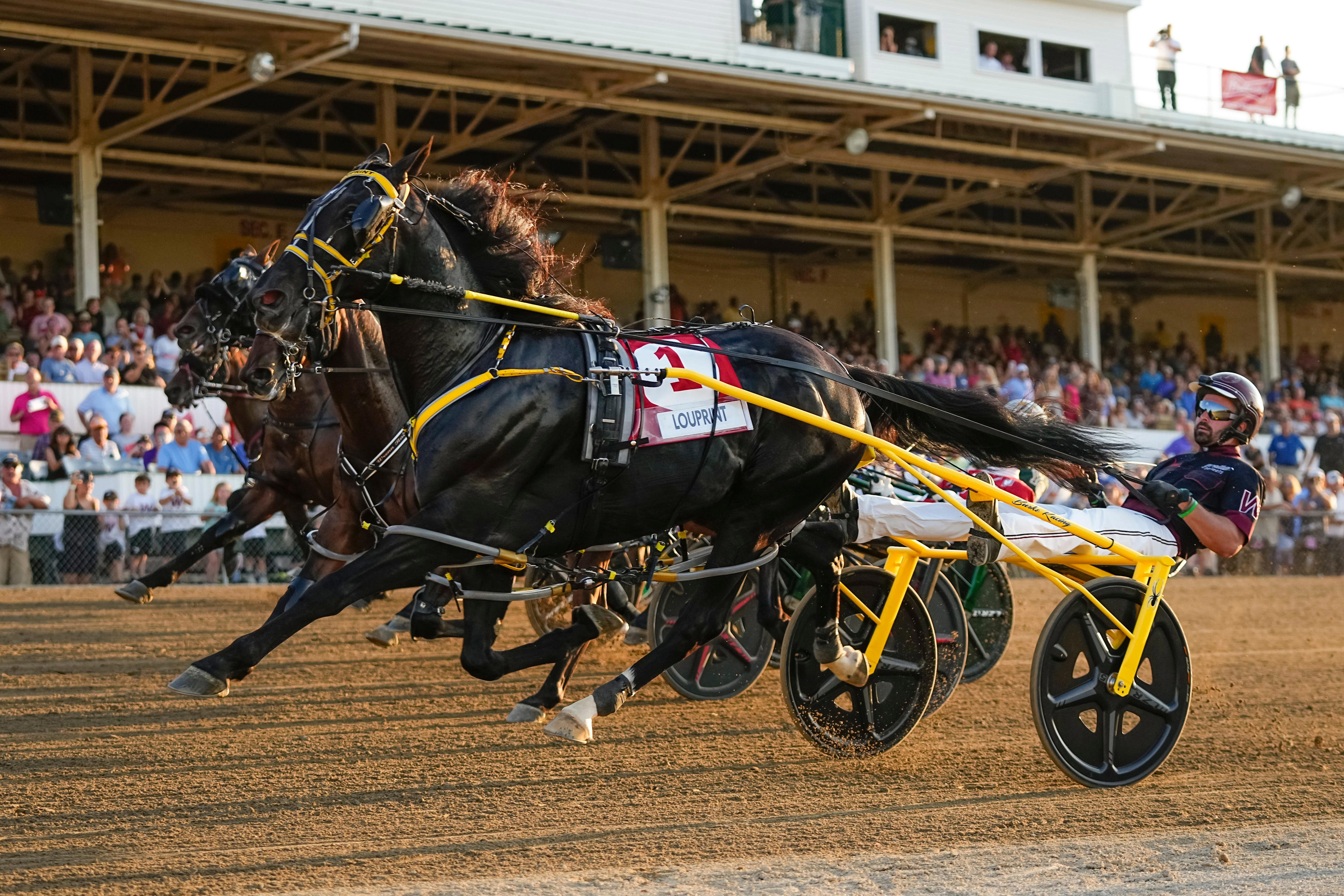 Horse Louprint bounces back from emergency surgery to win Little Brown ...