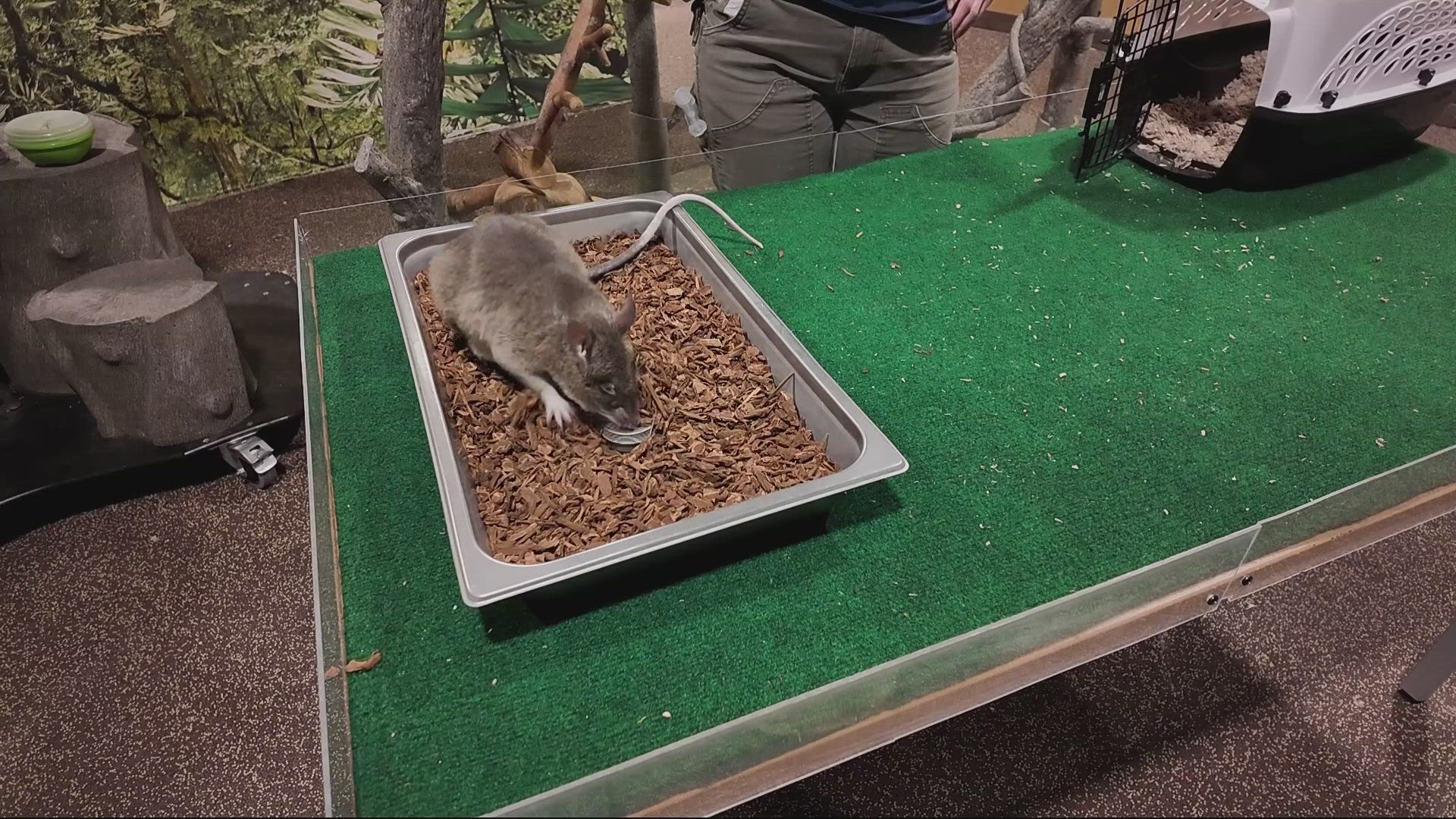 Oregon Zoo rats are educating visitors on how rodents can save lives