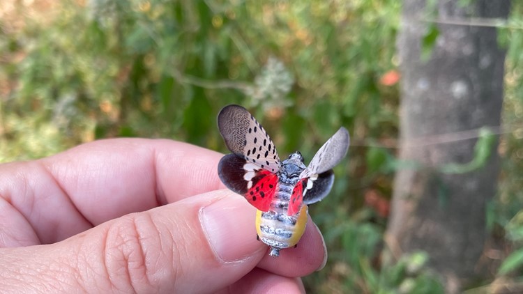 TDA: Invasive spotted lanternflies found in Knox County